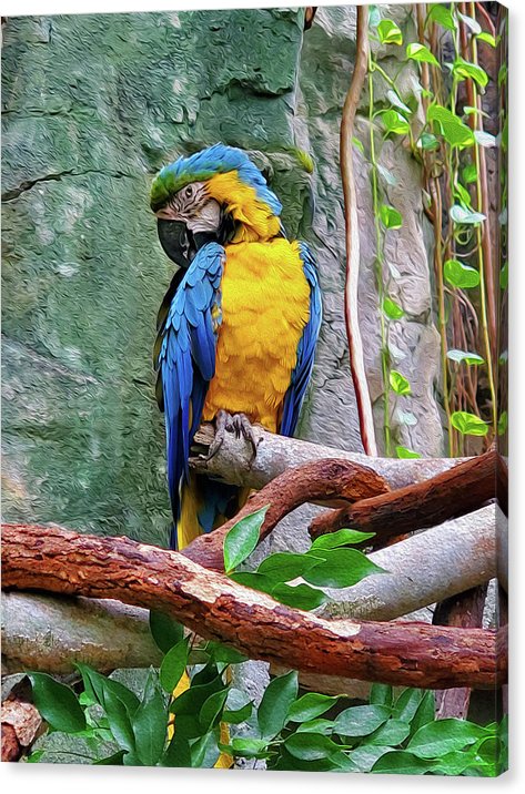 Macaw Prints
